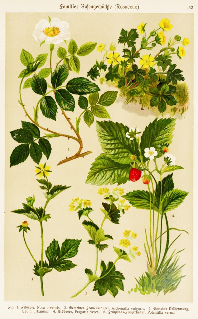 Botanique - Fraises de Cléry